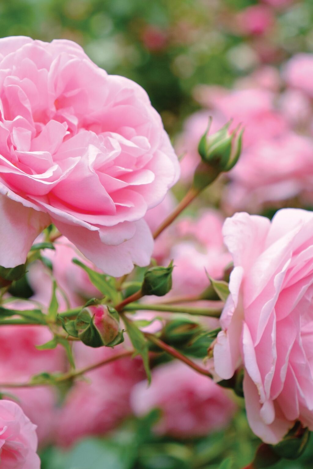 Utah Rose Society – Nurturing a Love for Roses Across the Silicone Slopes